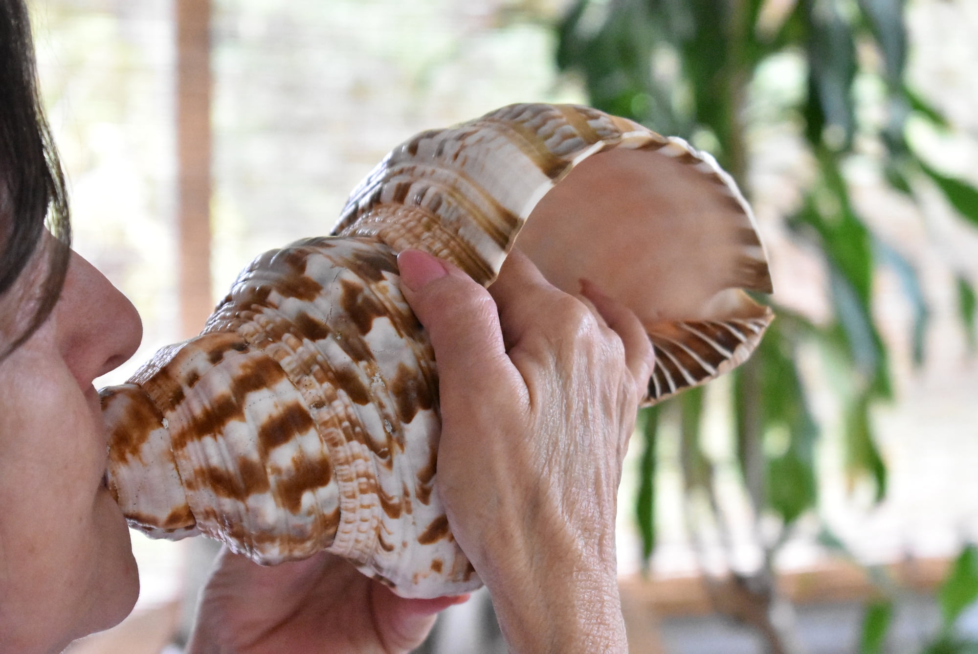 Authentic Large Triton Trumpet Seashell Horn (7-8") for Wedding ...