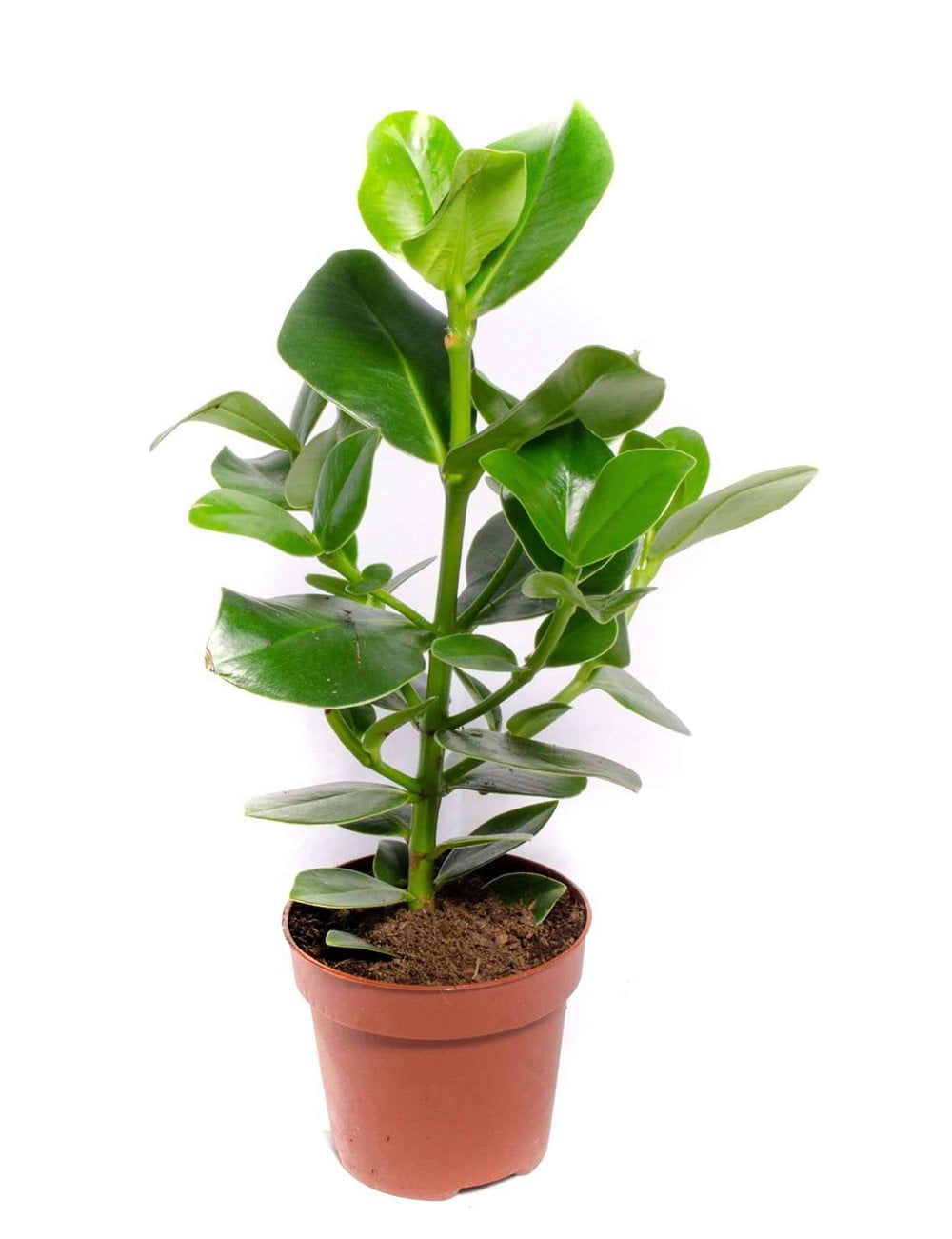 Autograph Tree - 3 Live Plants in 4 Inch Grower's Pots - Clusia Rosea ...