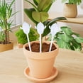 Automatic Cactus Watering Device, Drip Irrigation for Indoor Plants and ...