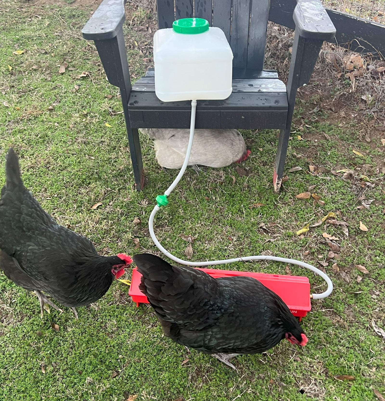 Automatic Waterer Kit for Chickens - Walmart.com