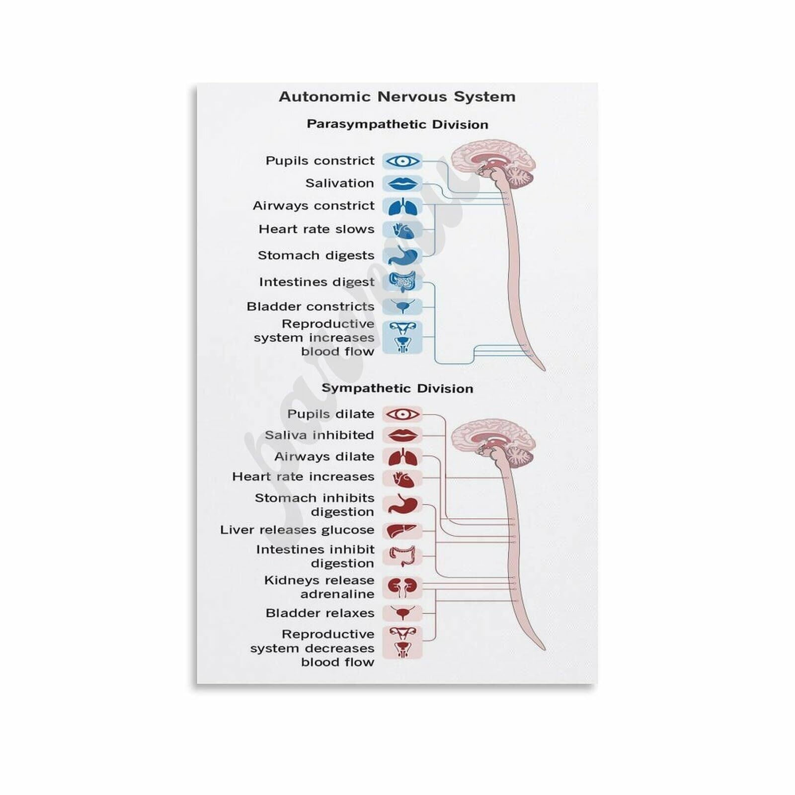 The Autonomic Nervous System Alternative, Spinal And Vagus Nerve Chart ...
