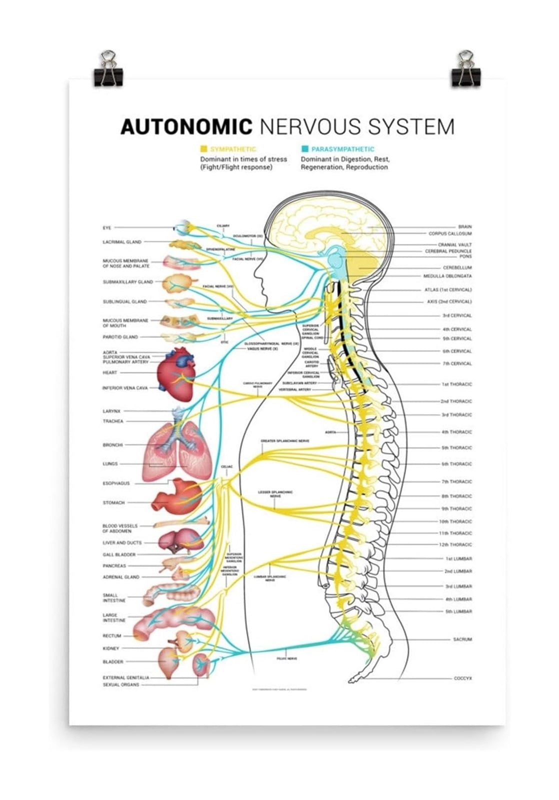 Autonomic Nervous System Anatomy Poster Canvas Painting Sympathetic ...