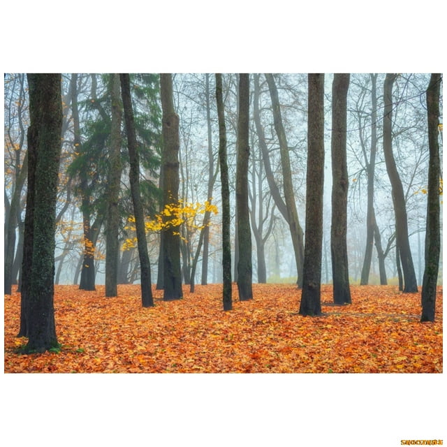 Autumn Backdrop Nature Scery Maple Forest Trees Grove Kids Birthday ...