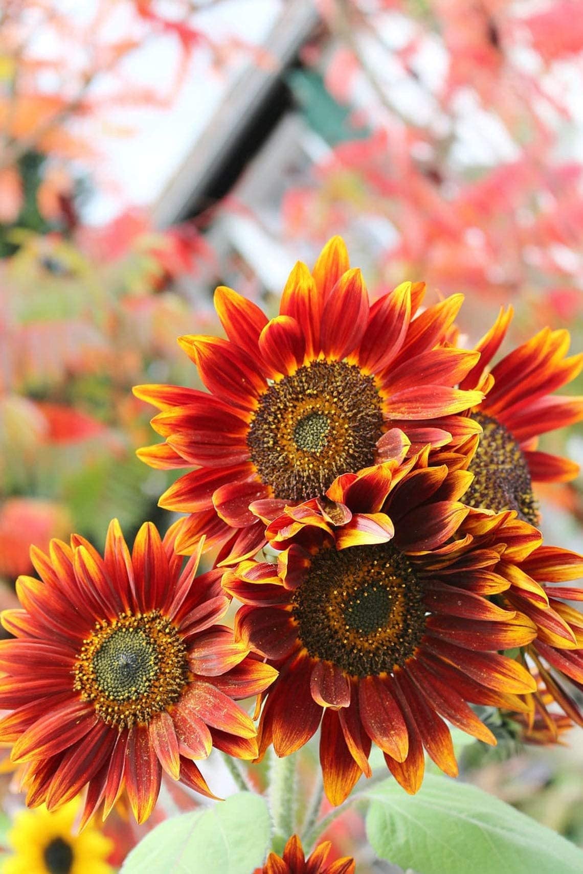 Autumn Beauty Sunflower Seeds for Planting | 50+ Seeds | Vibrant Fall ...