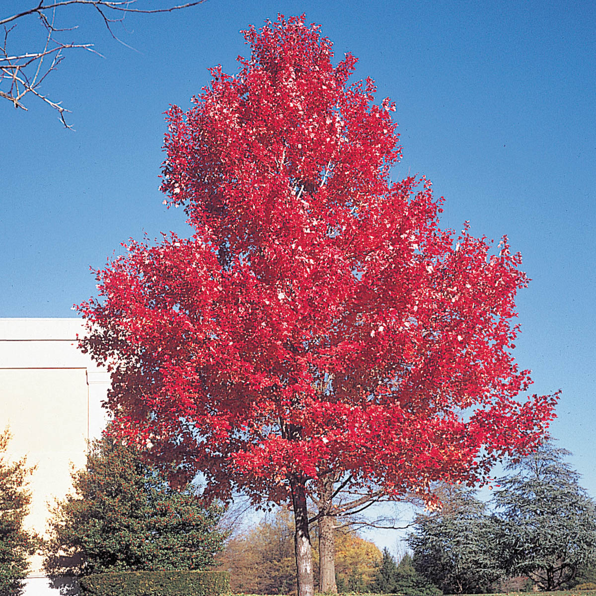 2 Flame Willow Tree - Vibrant Orange to Red Bark - Fast Growing Shade ...
