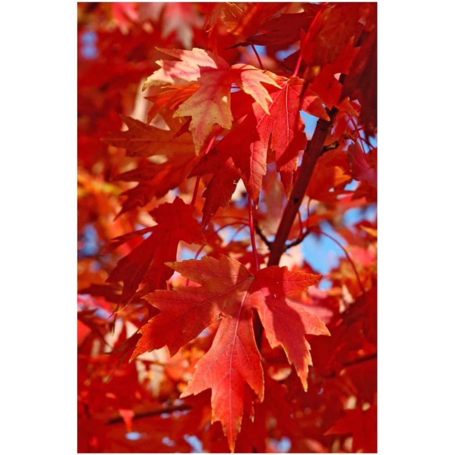 Autumn Blaze Maple Tree - 1 Gallon, Established Roots Potted - Acer x ...