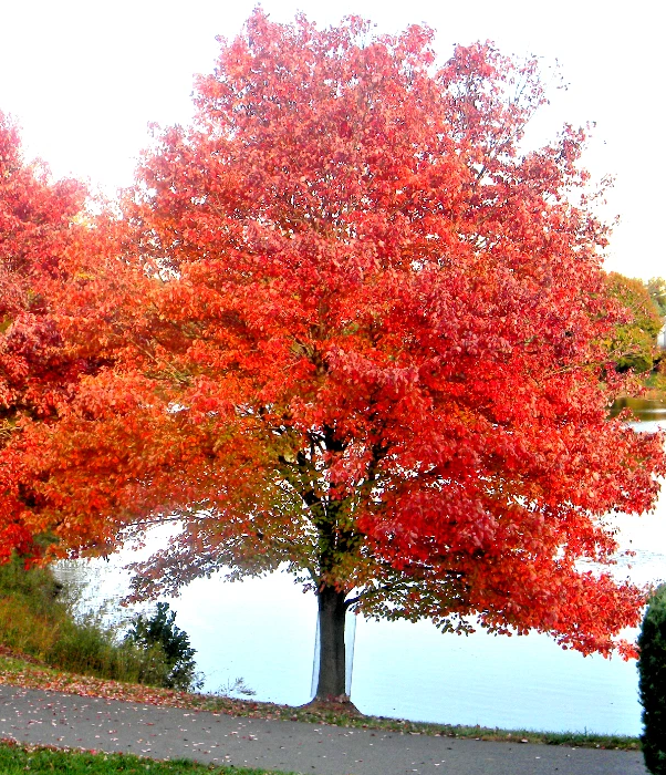 Autumn Blaze Maple Tree Red Maple Plant 1-2 Feet Tall 4"Pot - Walmart.com