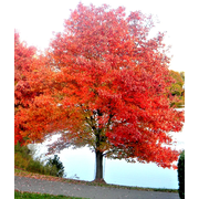 Autumn Blaze Red Maple Tree