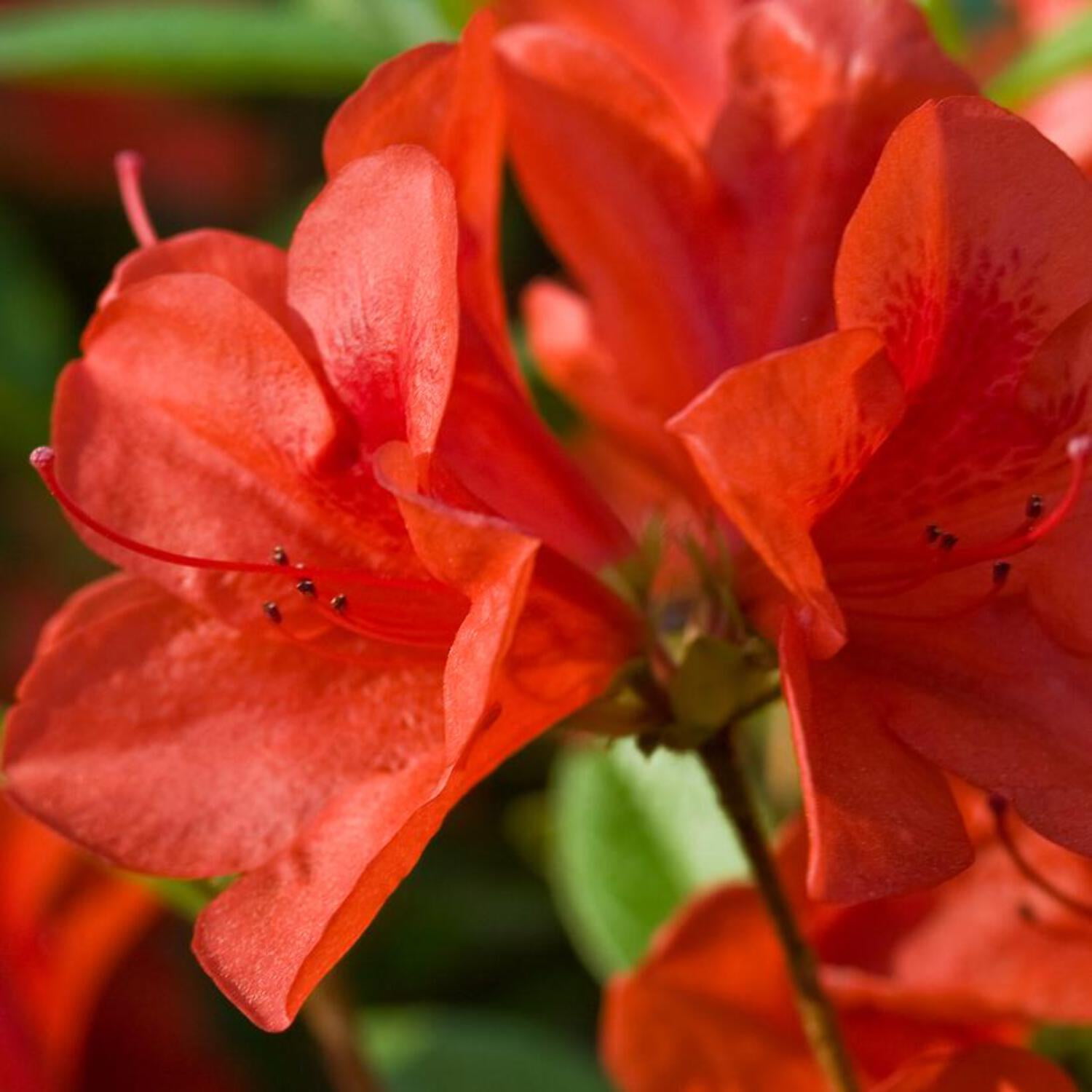 Autumn Bravo® Reblooming Azalea - Walmart.com