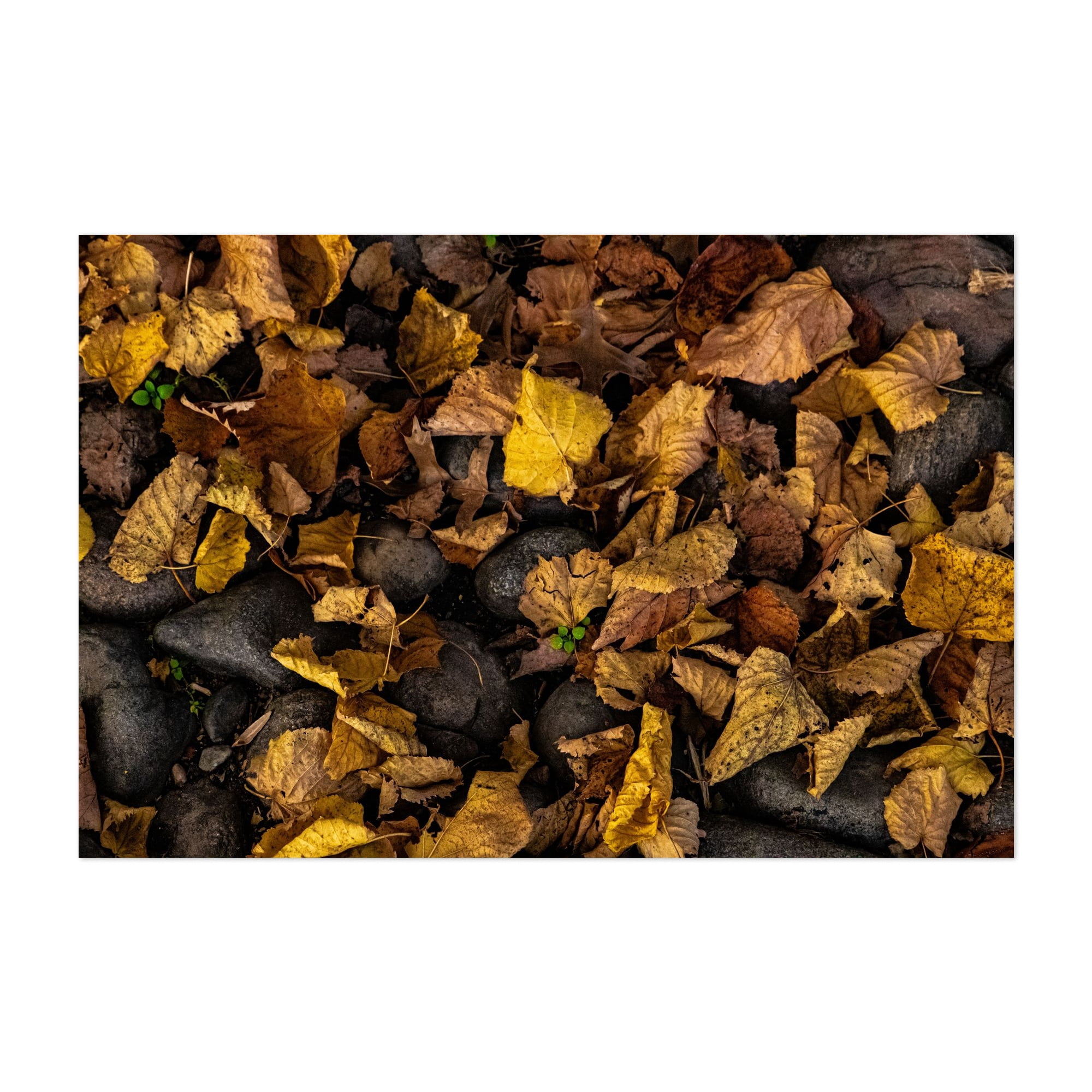 Autumn - Brooklyn New York Photography Autumn Nature Woodland Rustic ...