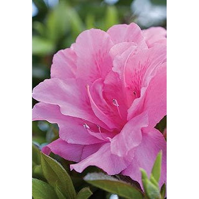 Autumn Carnation Encore Azalea- Compact Azalea, Semi-Double Pink 3 Inch ...