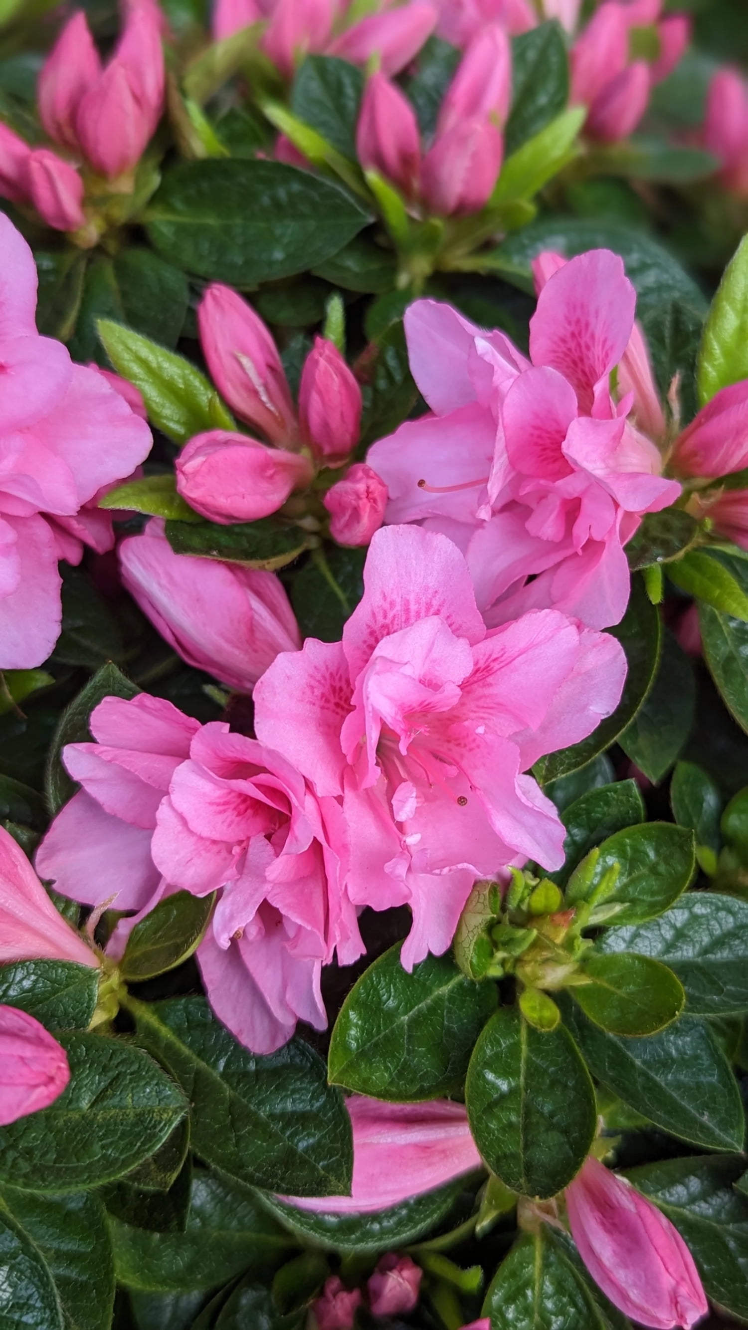 Autumn Carnation® Reblooming Azalea - Walmart.com