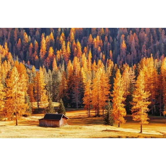 Autumn Colorado Mountain Photo Backdrop Pine Trees Forest Outdoor ...