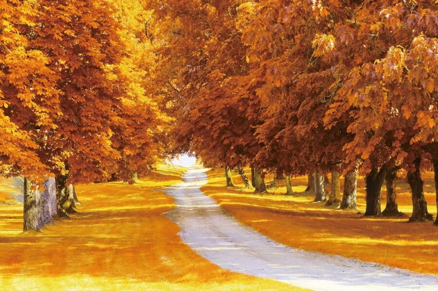 Autumn Colorado Mountain Photo Backdrop Pine Trees Forest Outdoor ...