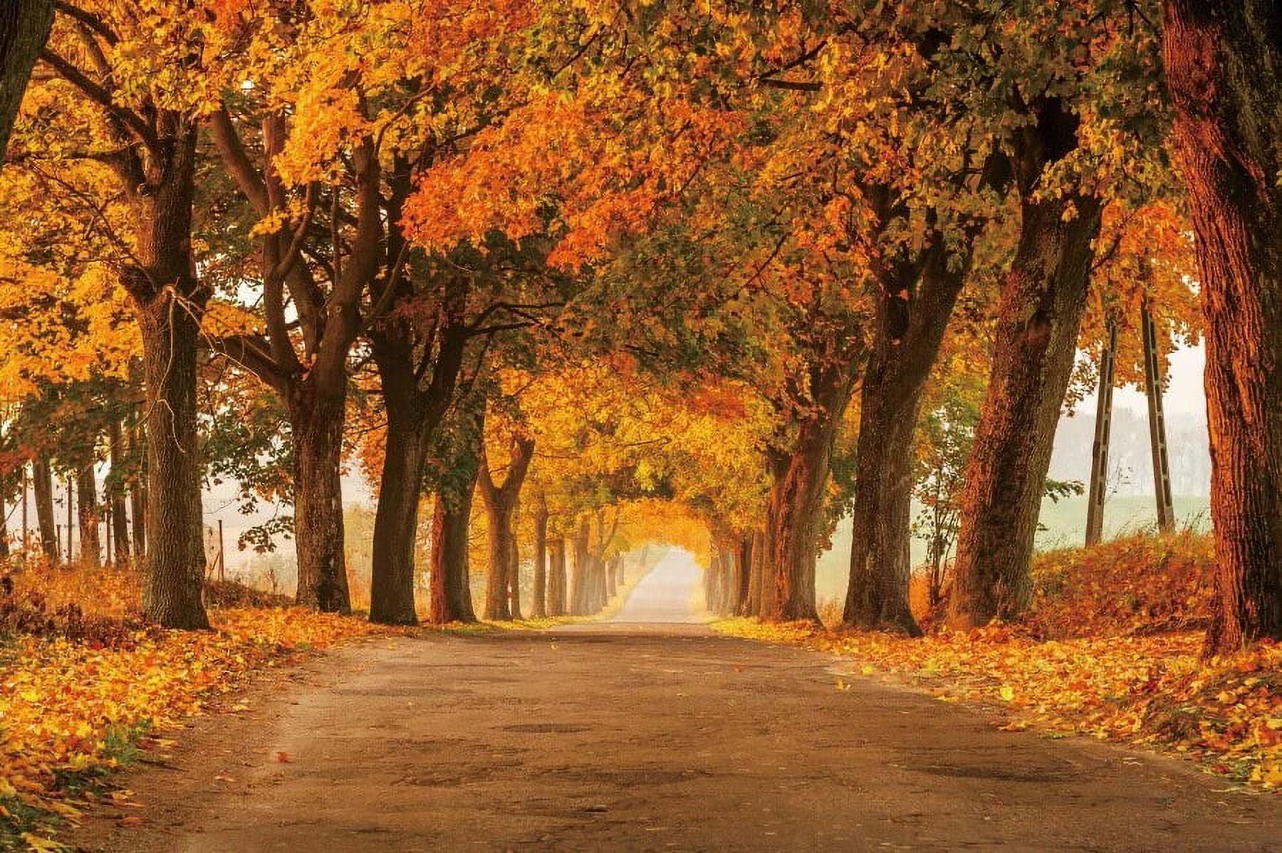 Autumn Colorado Mountain Photo Backdrop Pine Trees Forest Outdoor ...