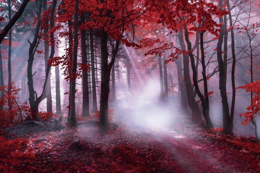 Autumn Colorado Mountain Photo Backdrop Pine Trees Forest Outdoor ...