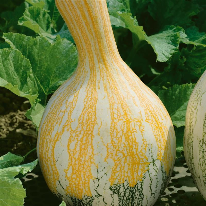 Autumn Colors Cushaw F1 Hybrid Pumpkin 1 Lb ~3,200 Seeds – Non-GMO ...