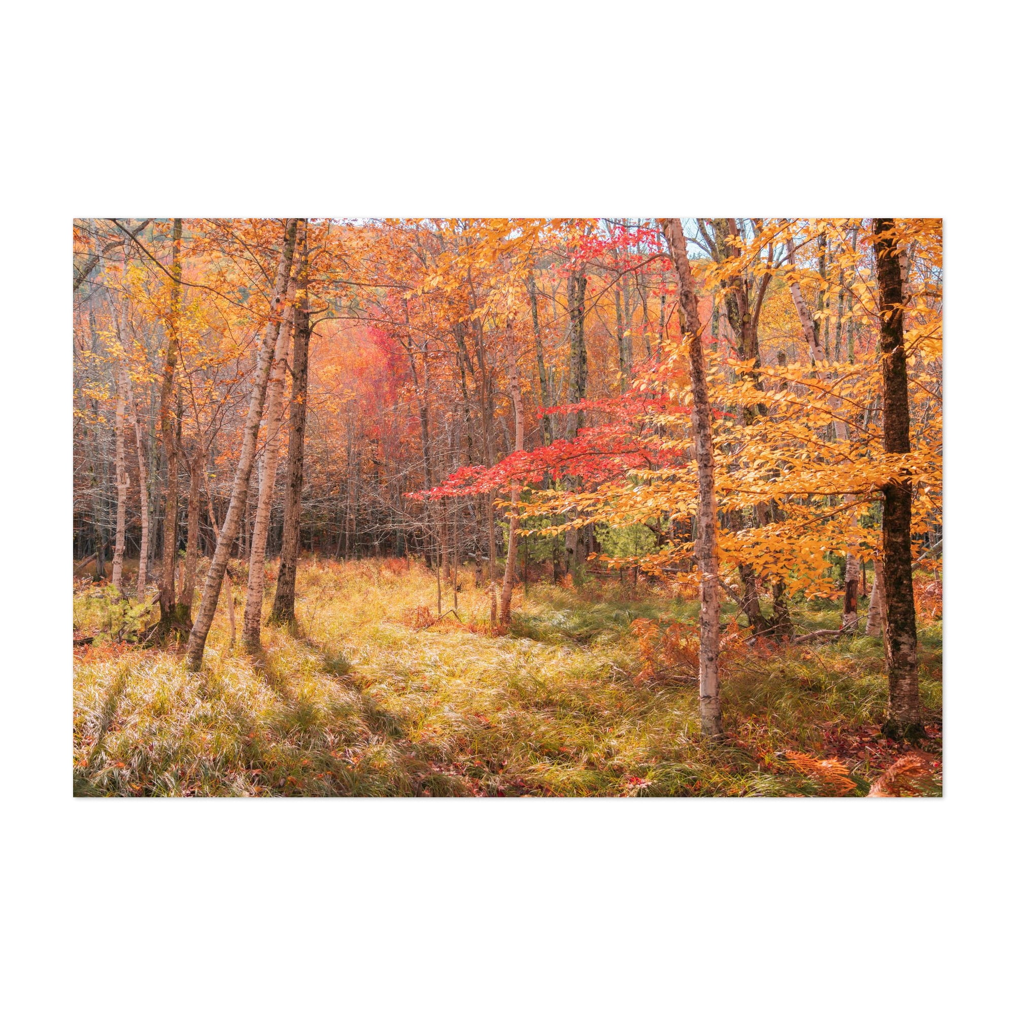 Autumn Colors - Maine Photography Autumn Forest Nature Woodland Scenic ...