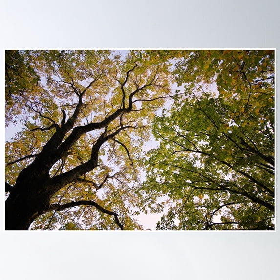 Autumn Dusk Under The Trees Poster Wall Art Modern Wall Decor Wall Art ...