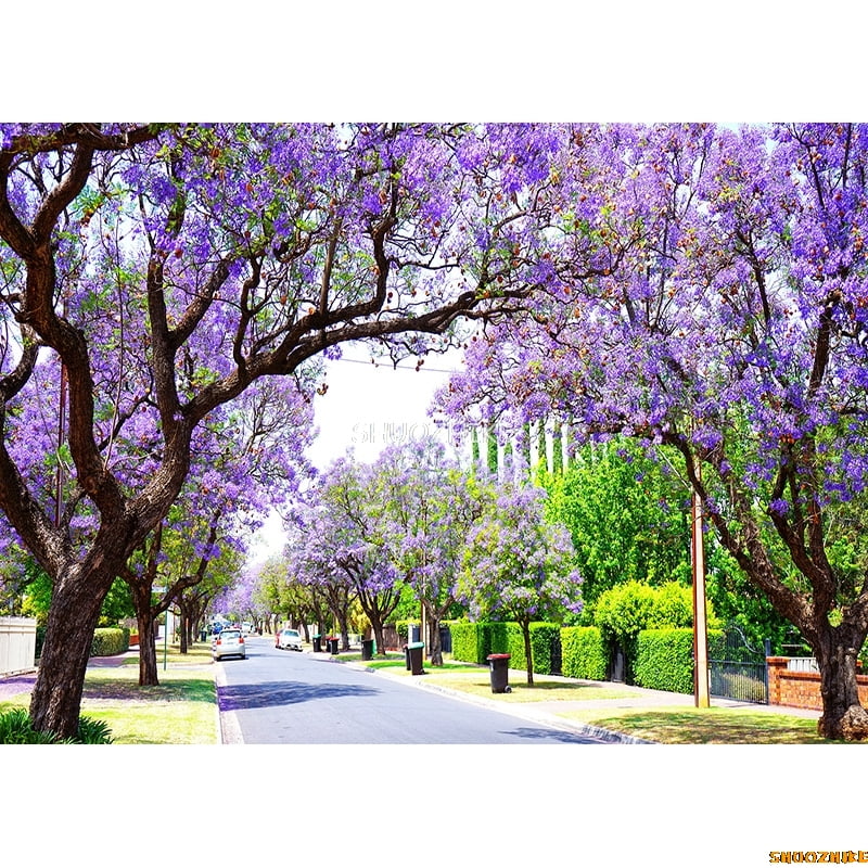 Autumn European Street Scery Photography Backdrops Props Blue Sky White ...