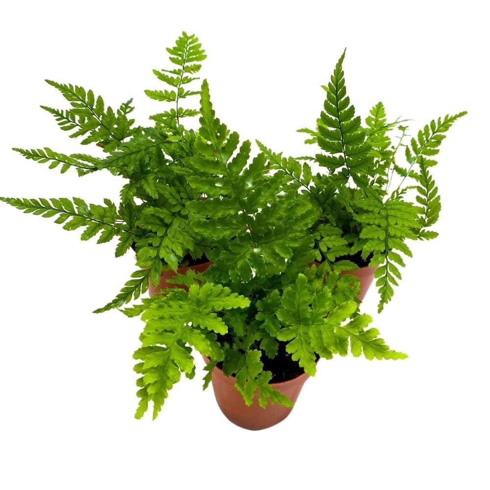 Autumn Fern 2 inch Set of 3 Dryopteris erythrosora Tiny Mini Pixie ...