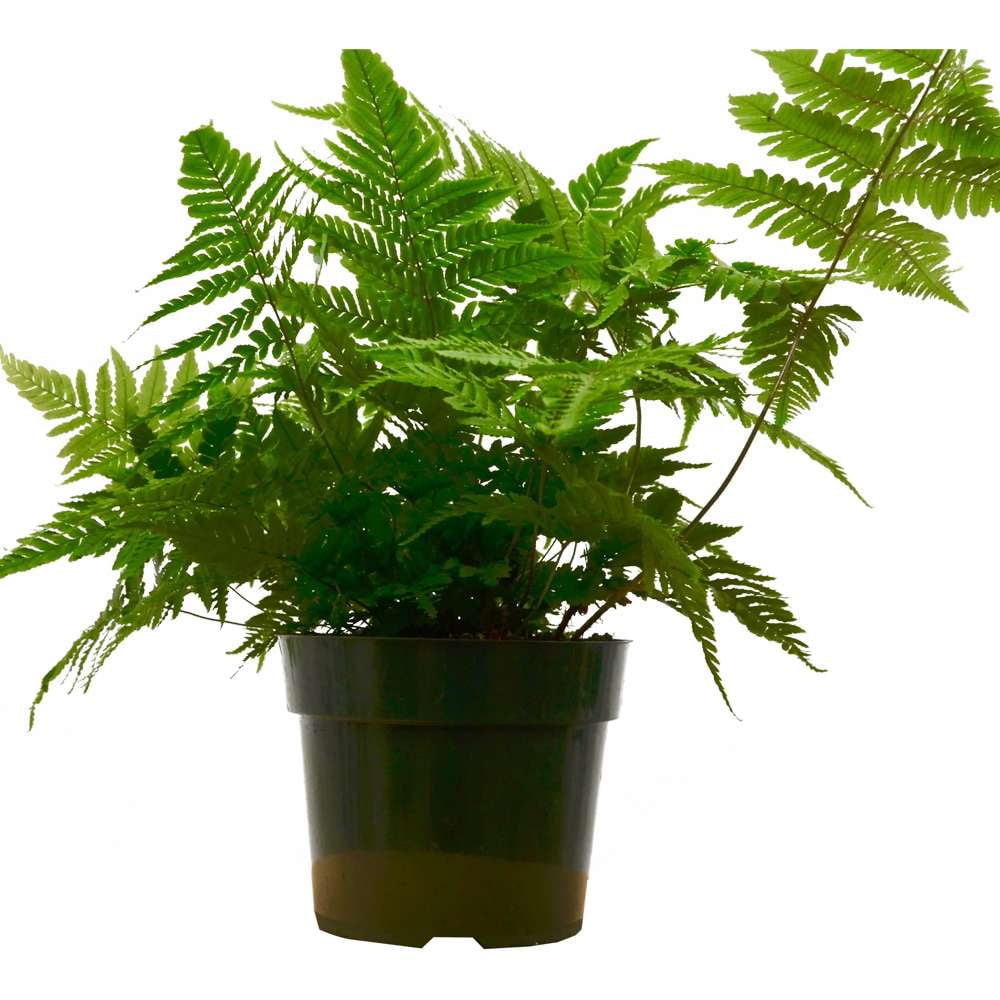 Autumn' Fern Live Plant for Indoor | Different Houseplants in 4'' & 6 ...