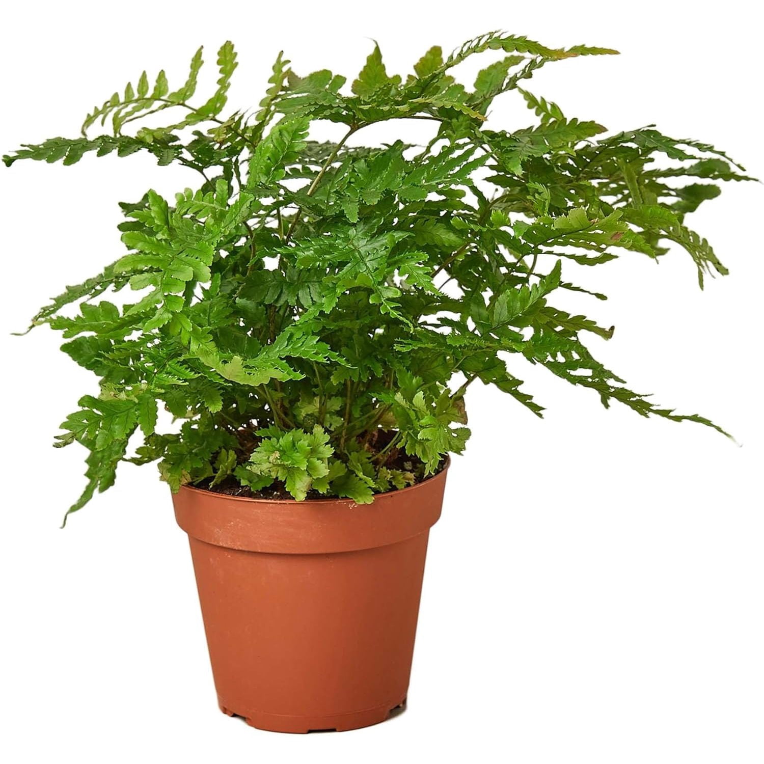 Autumn' Fern Live Plant for Indoor | Different Houseplants in 4'' & 6 ...