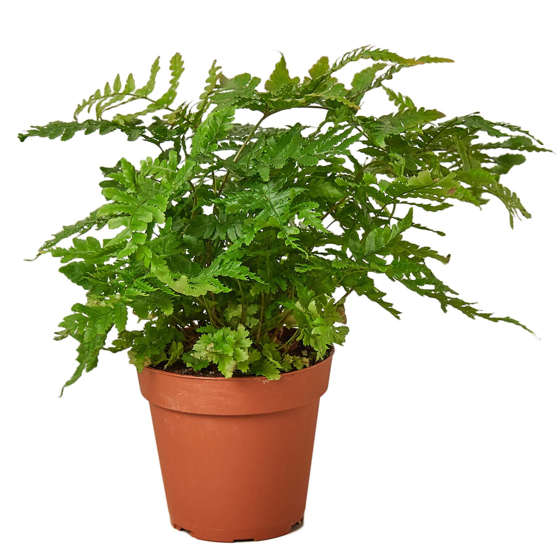 Autumn' Fern Live Plant for Indoor | Different Houseplants in 4'' & 6 ...