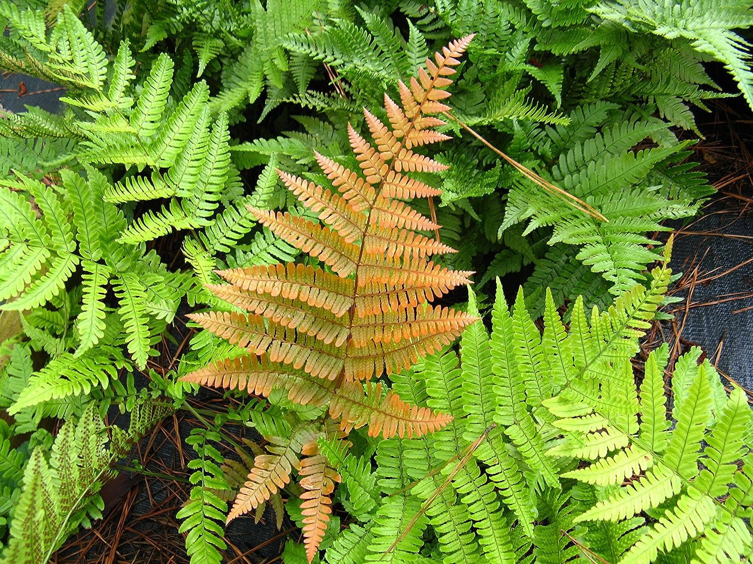 Autumn Fern - Live Plant in a 6 Inch Pot - Dryopteris Erythrosora ...