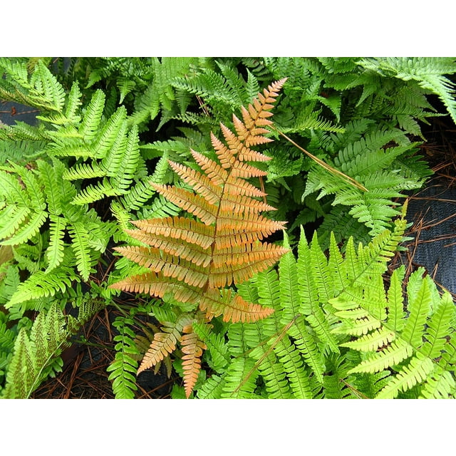 Autumn Fern - Live Plant in a 6 Inch Pot - Dryopteris Erythrosora ...