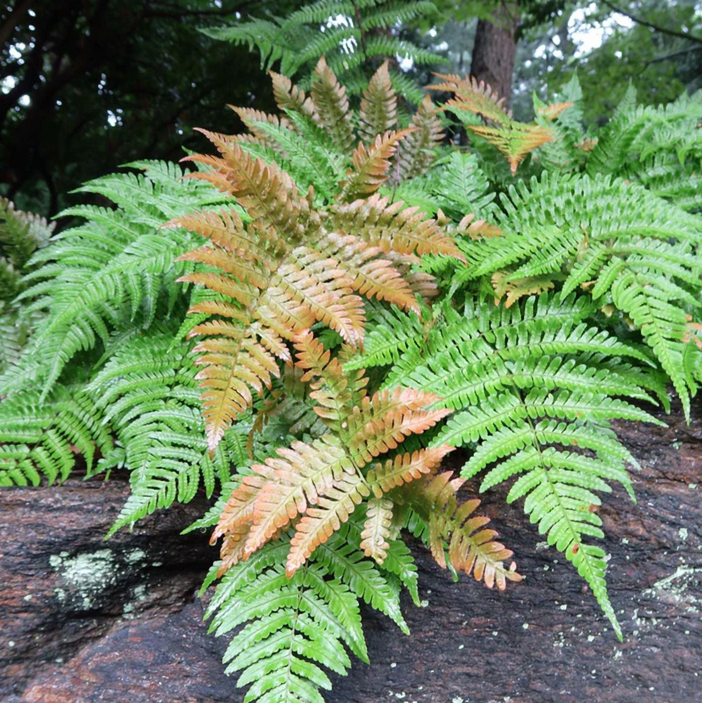 Autumn Fern Plants Live Outdoor Plants in 2 Inch Pot, Landscape Edging ...