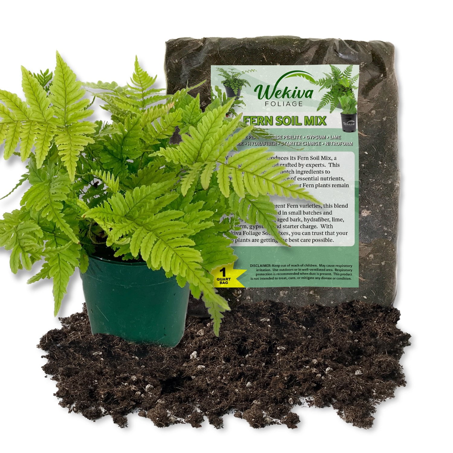 Autumn Fern and Soil Mix Combo - Live Plant in a 4 Inch Pot with 1 ...