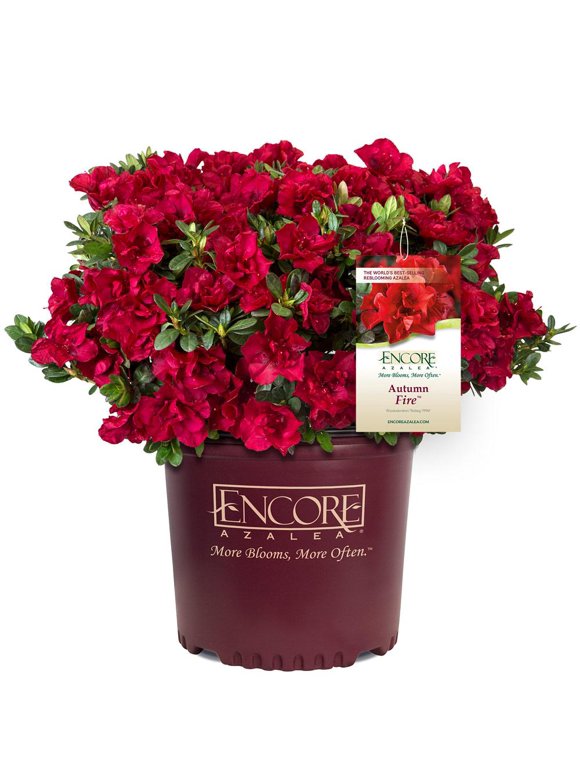 Azalea Bushes in Garden Bushes - Walmart.com