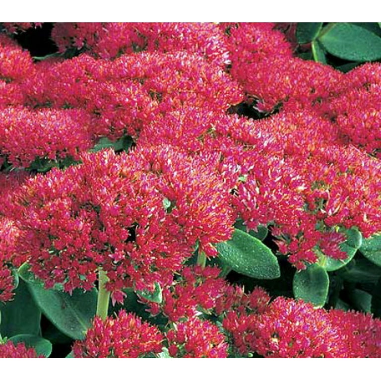 Sedum Autumn Fire