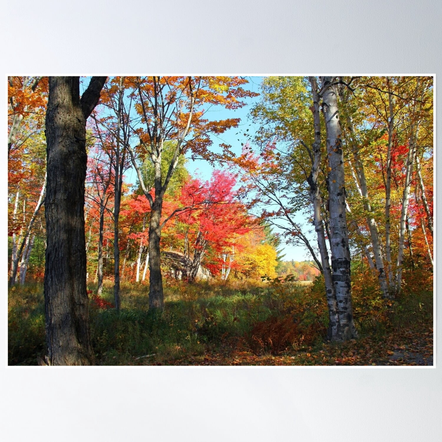 Autumn Forest Killarney Provincial Park Poster Wall Art Modern Wall ...