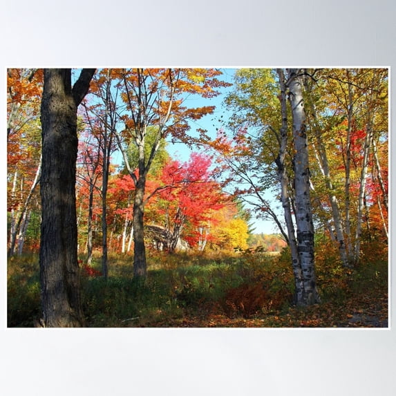 Autumn Forest Killarney Provincial Park Poster Wall Art Modern Wall ...