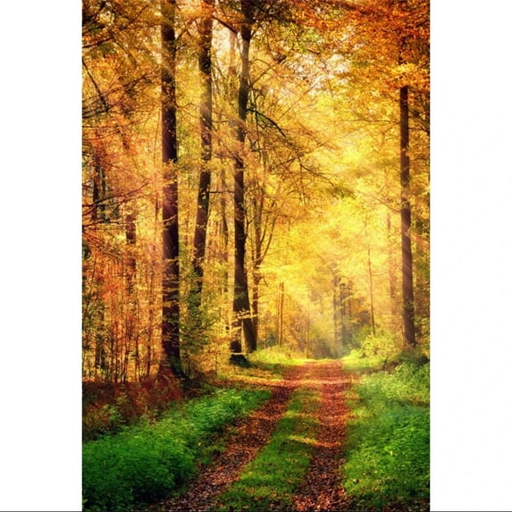 Autumn Forest Photography Backdrop Red Maple Trees Sunset Fallen Leaves ...