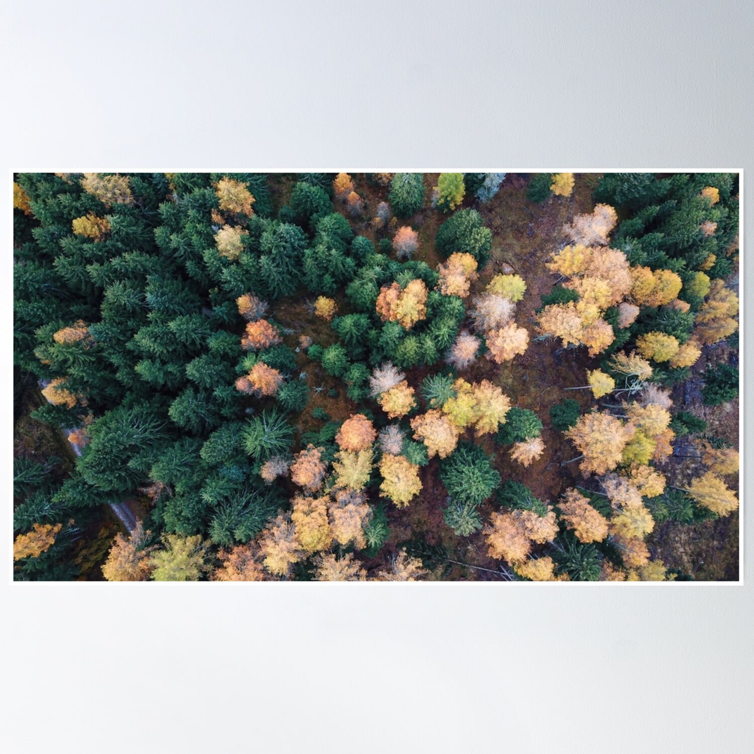 Autumn Forest Poster Wall Art, Modern Wall Decor, 16x24 UNFRAMED ...