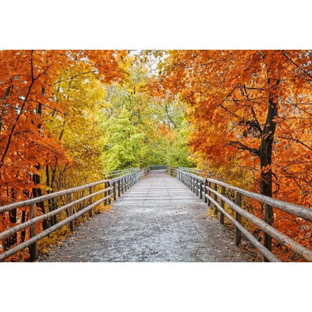 Autumn Forest Scenic Sunlight Pathway Portrait Photo Zone Photographic ...