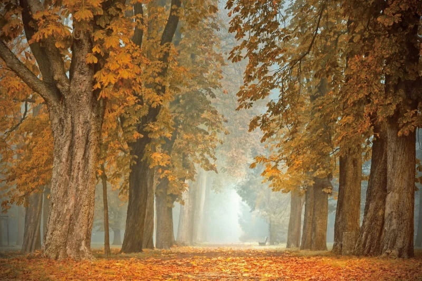 Autumn Forest Scenic Sunlight Pathway Portrait Photo Zone Photographic ...