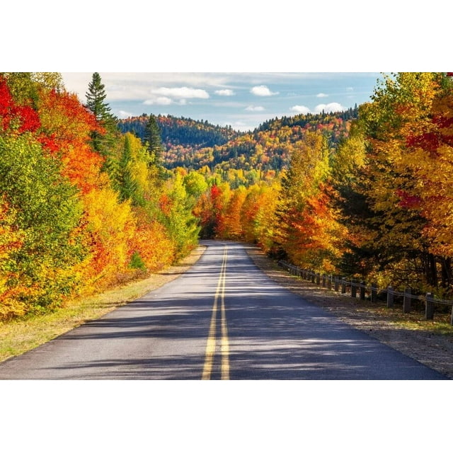 Autumn Forest Scenic Sunlight Pathway Portrait Photo Zone Photographic ...
