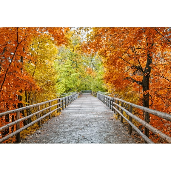 Autumn Forest Scenic Sunlight Pathway Portrait Photo Zone Photographic ...