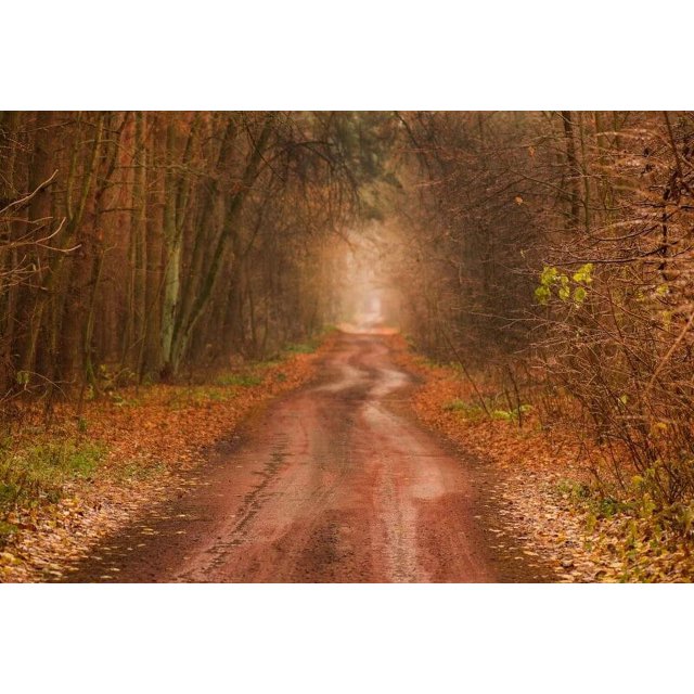 Autumn Forest Scenic Sunlight Pathway Portrait Photo Zone Photographic ...