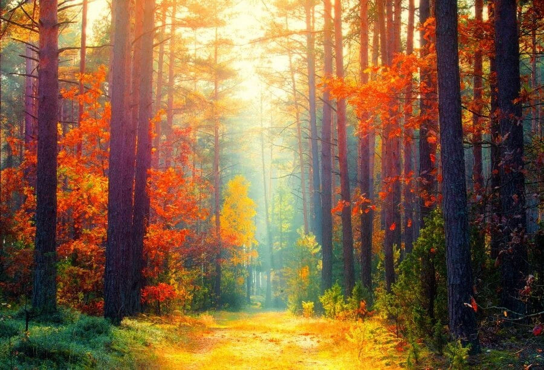 Autumn Forest Scenic Sunlight Pathway Portrait Photo Zone Photographic ...