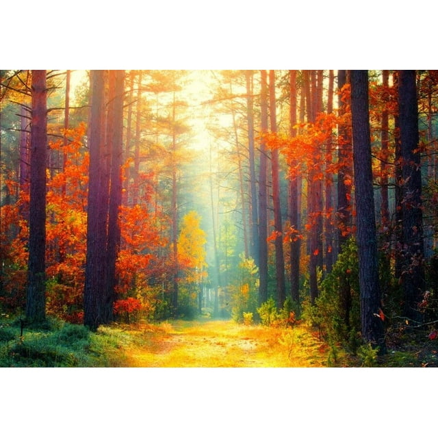 Autumn Forest Scenic Sunlight Pathway Portrait Photo Zone Photographic ...