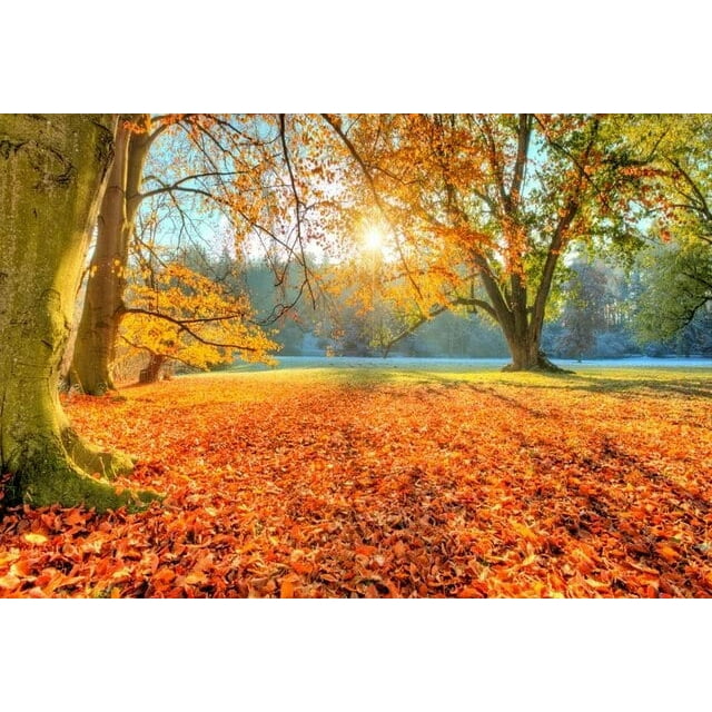 Autumn Forest Scenic Sunlight Pathway Portrait Photo Zone Photographic ...