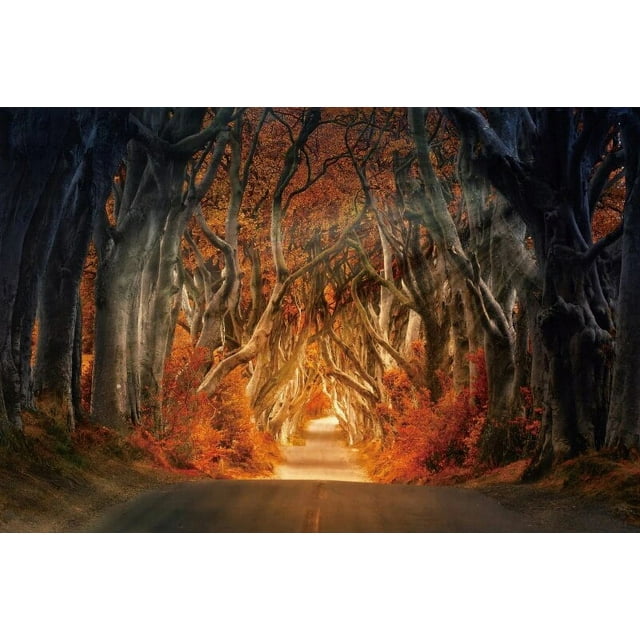 Autumn Forest Scenic Sunlight Pathway Portrait Photo Zone Photographic ...