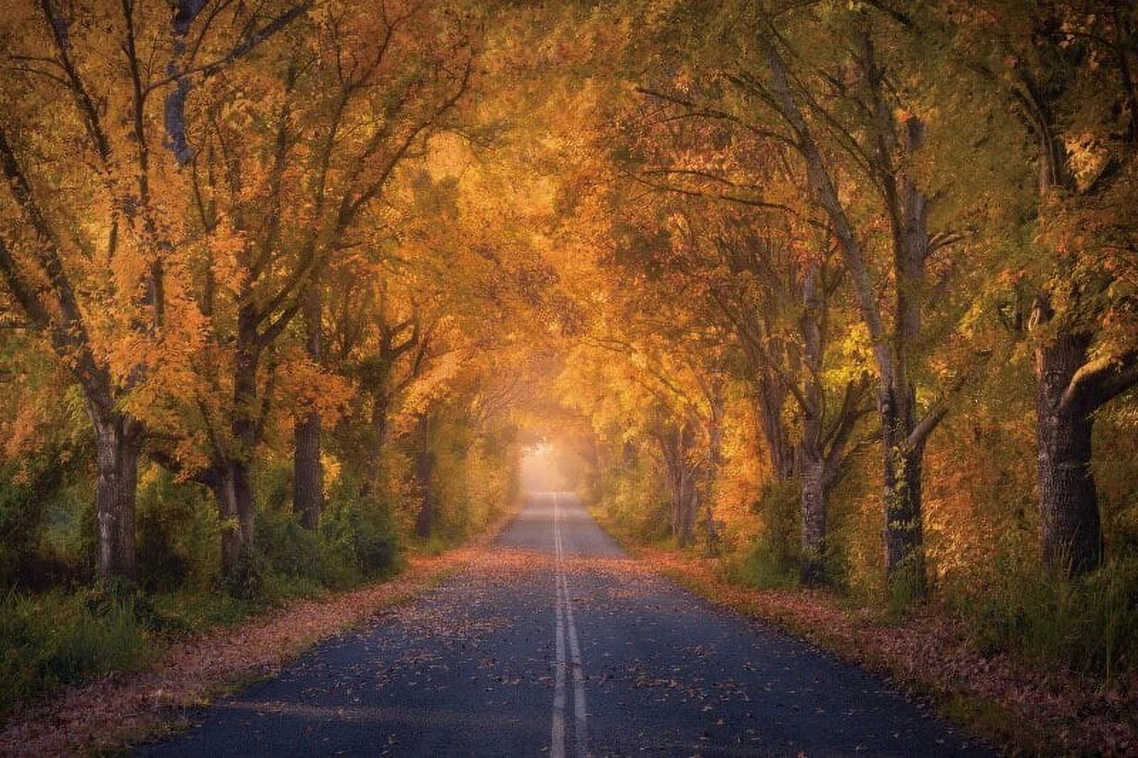 Autumn Forest Scenic Sunlight Pathway Portrait Photo Zone Photographic ...