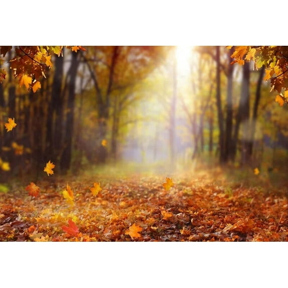 Autumn Forest Scenic Sunlight Pathway Portrait Photo Zone Photographic ...