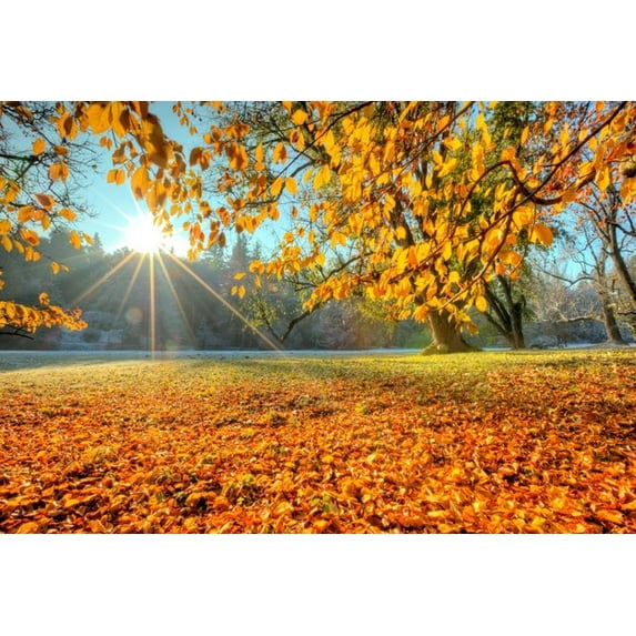 Autumn Forest Scenic Sunlight Pathway Portrait Photo Zone Photographic ...